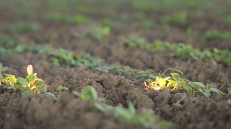 Robot One | Pixelfarming Robotics